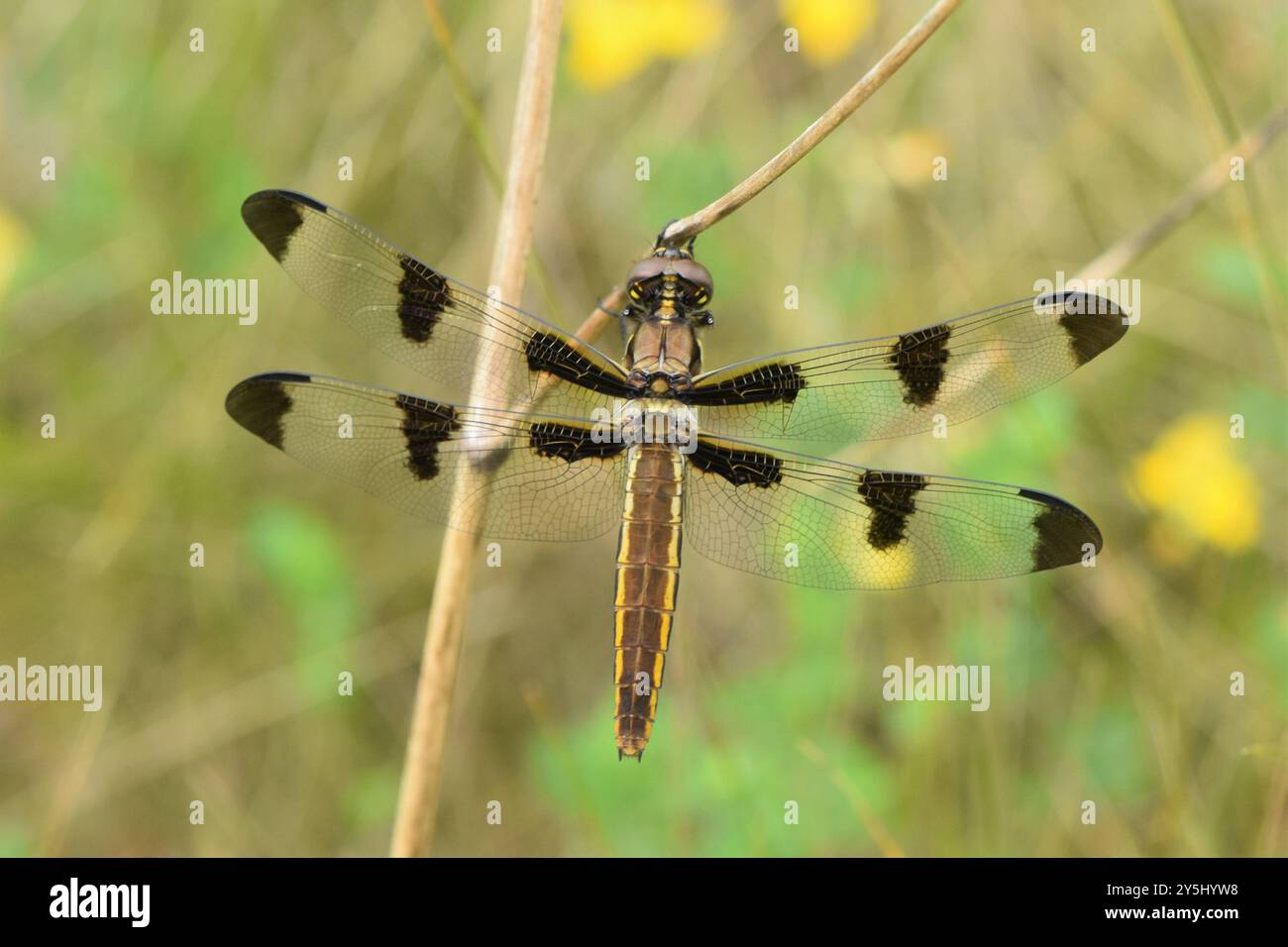 Twelve-spotted Skimmer (Libellula pulchella) Insecta Stock Photo - Alamy