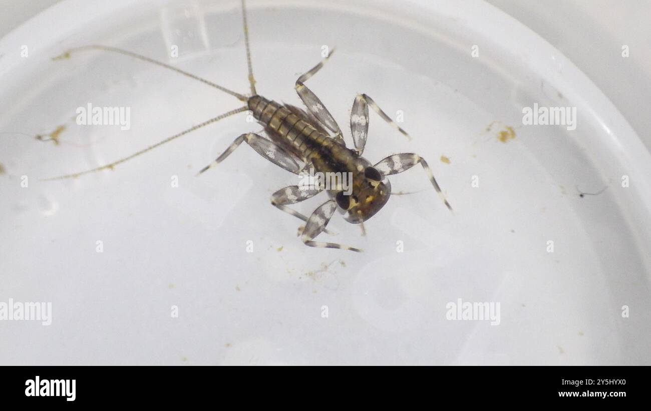 Carolina flat-headed mayfly (Stenacron carolina) Insecta Stock Photo ...