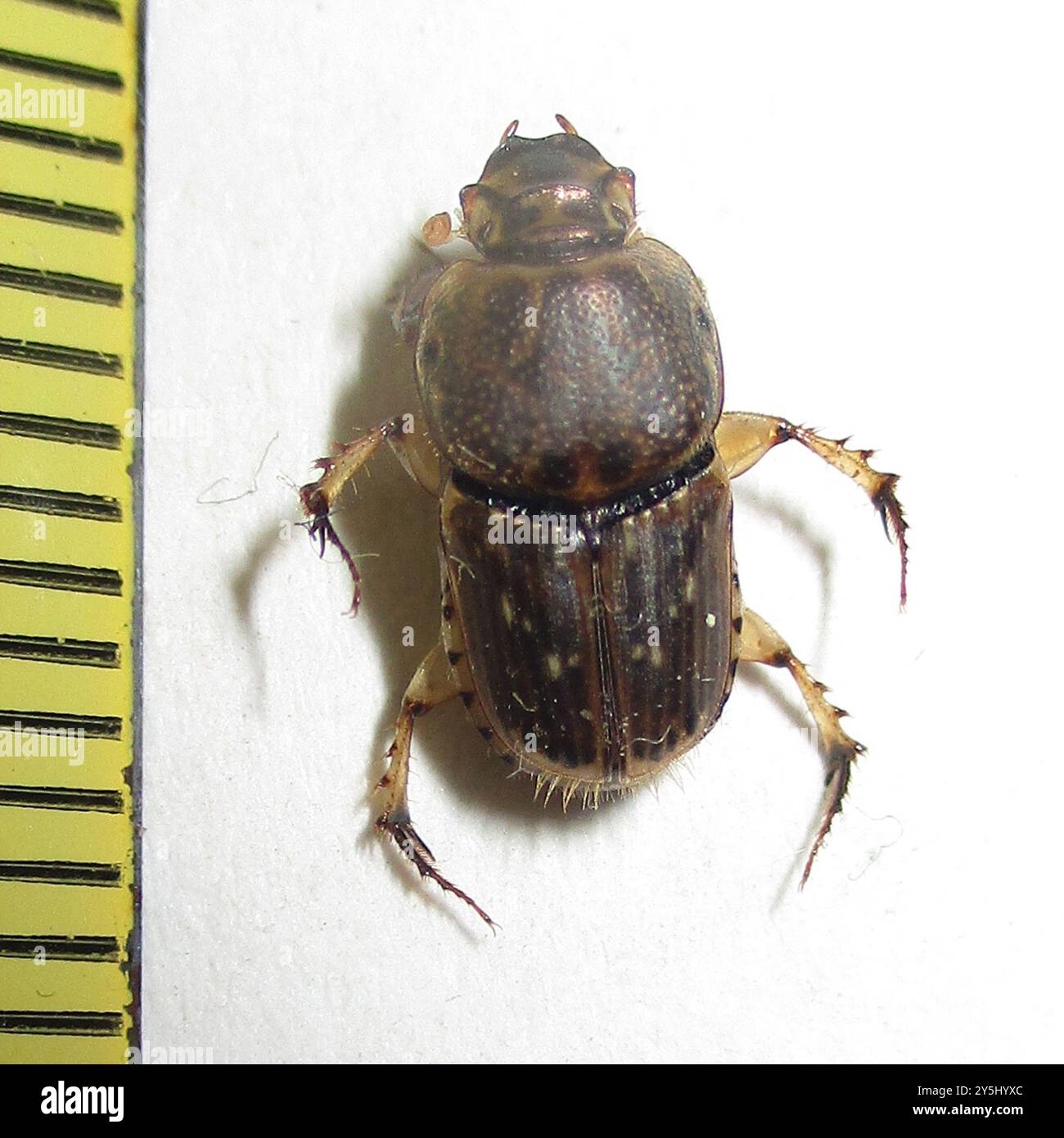 Northern Sandy Dung Beetle (Euoniticellus intermedius) Insecta Stock ...