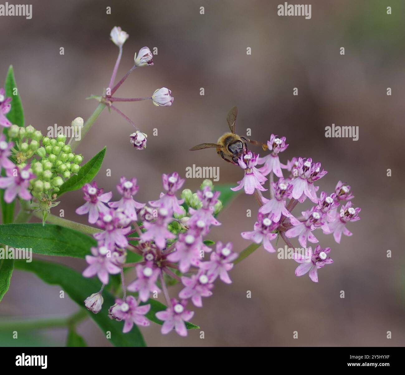 swamp milkweed (Asclepias incarnata) Plantae Stock Photo - Alamy