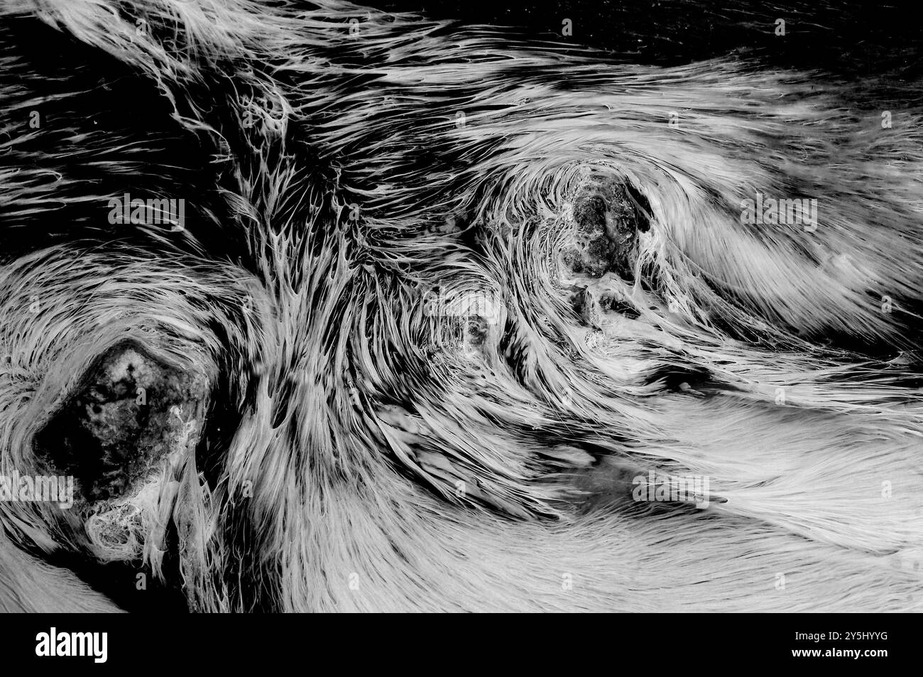 Salt crystals forming from salty water at Kibiro Lake Albert in Uganda ...