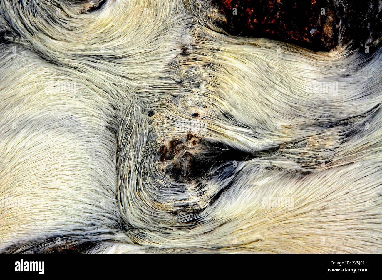 Salt crystals forming from salty water at Kibiro Lake Albert in Uganda ...