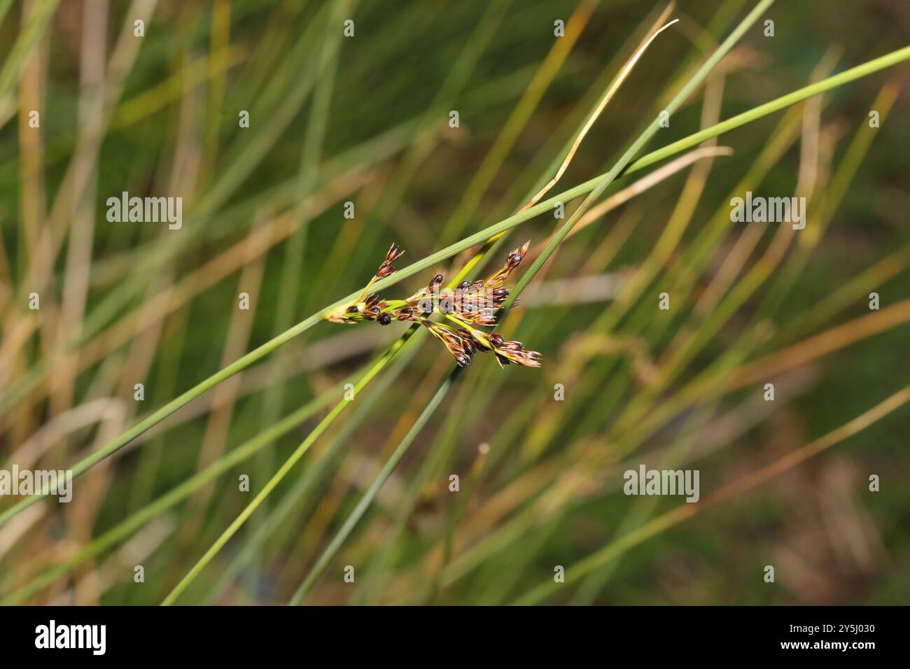 Hard Rush (Juncus inflexus) Plantae Stock Photo - Alamy