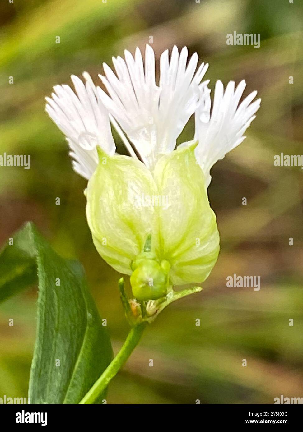 starry campion (Silene stellata) Plantae Stock Photo - Alamy