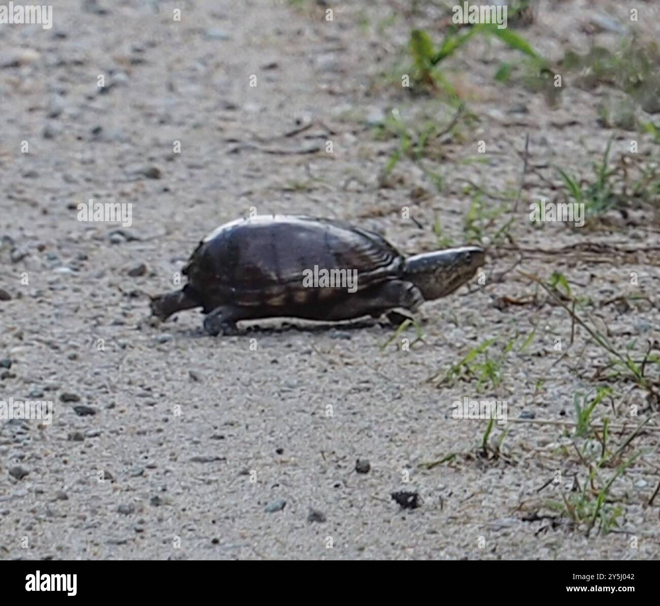 Eastern Mud Turtle (Kinosternon subrubrum) Reptilia Stock Photo - Alamy