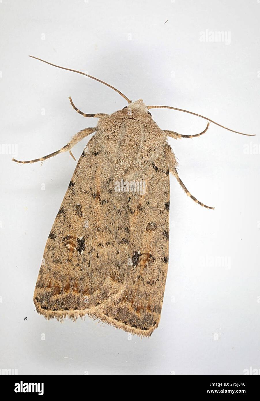 Pale Mottled Willow Moth (Caradrina clavipalpis) Insecta Stock Photo ...