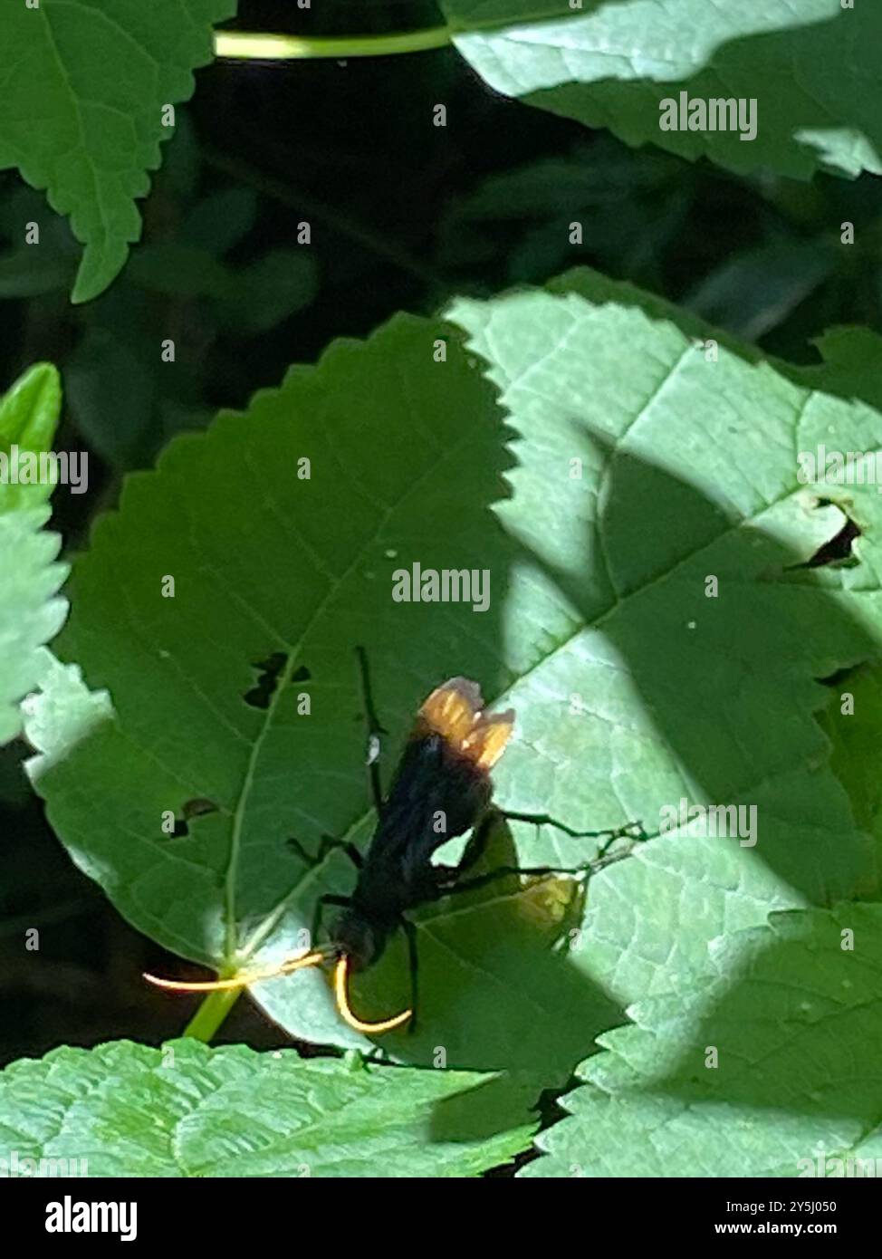 Eastern Tawny-horned Spider Wasp (Entypus unifasciatus) Insecta Stock ...