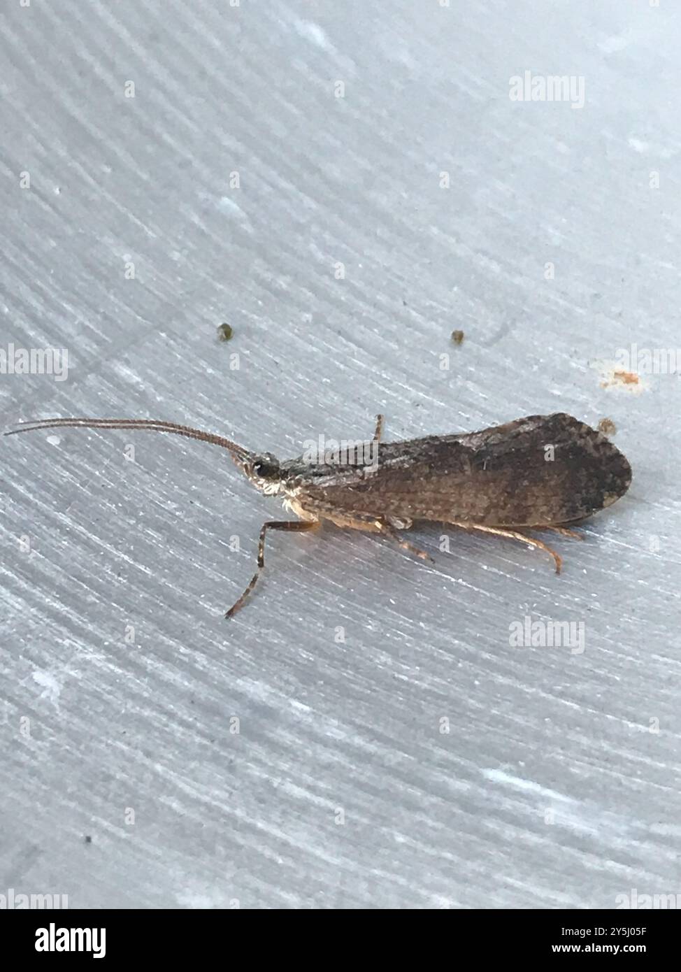 Giant Casemaker Caddisflies (Phryganeidae) Insecta Stock Photo - Alamy