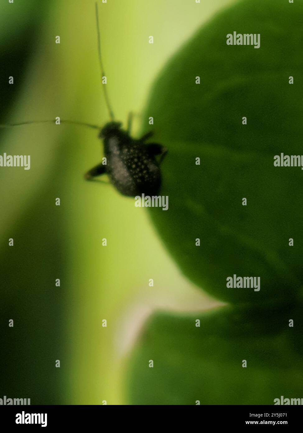 Garden Fleahopper (Microtechnites bractatus) Insecta Stock Photo - Alamy