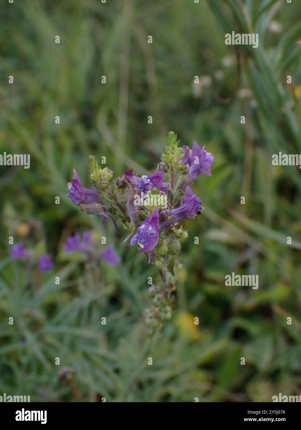 Purple Toadflax (Linaria purpurea) Plantae Stock Photo - Alamy