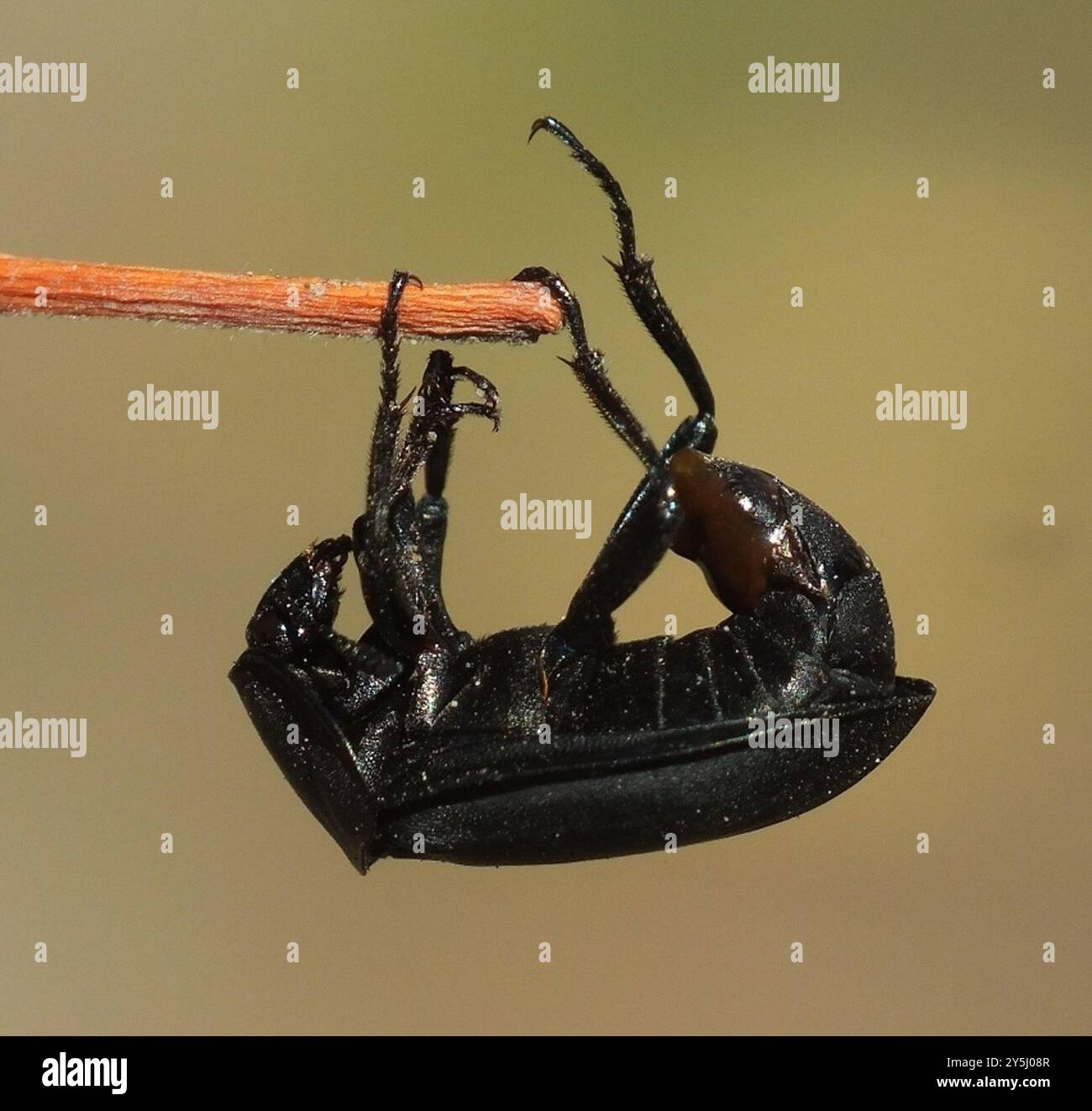 Obscure Carrion Beetle (Silpha obscura) Insecta Stock Photo - Alamy