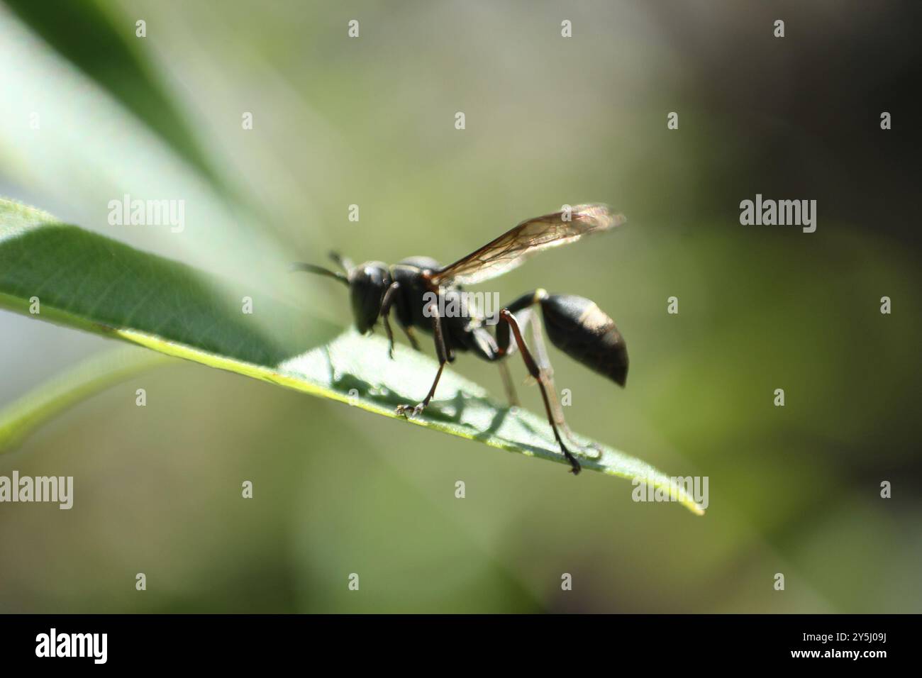 Paper Wasps (Polistinae) Insecta Stock Photo - Alamy