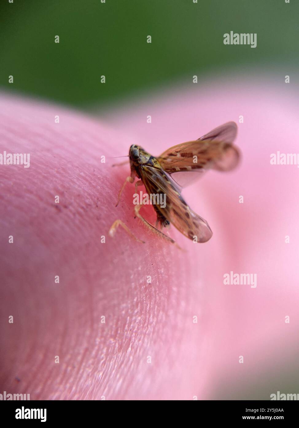 (Lamprotettix nitidulus) Insecta Stock Photo - Alamy