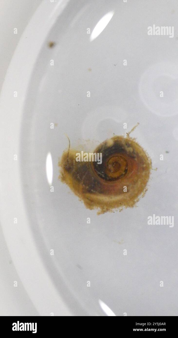 Pond Snails, Bladder Snails, and Allies (Lymnaeoidea) Mollusca Stock ...