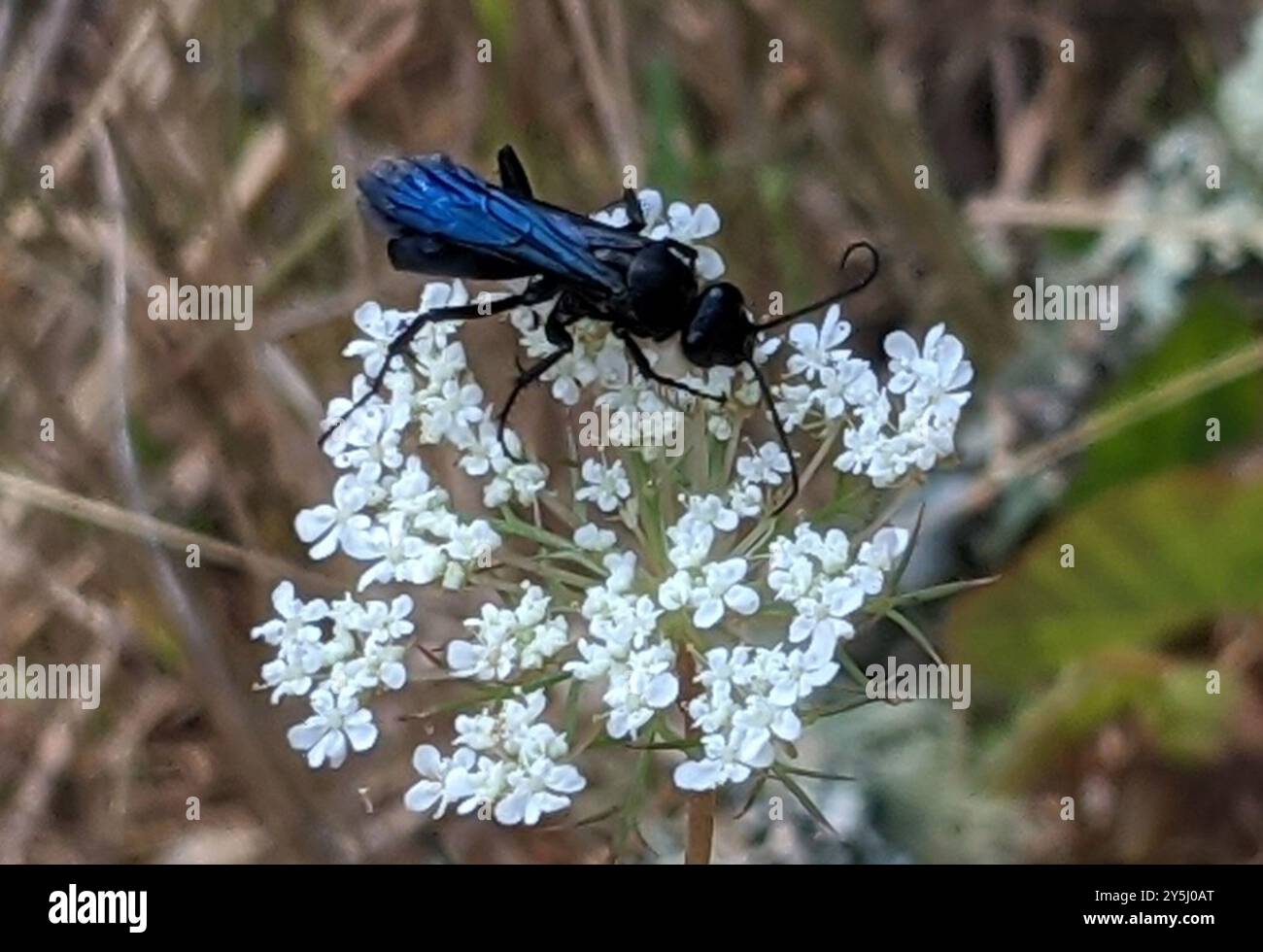 Spider Wasps (Pompilidae) Insecta Stock Photo - Alamy