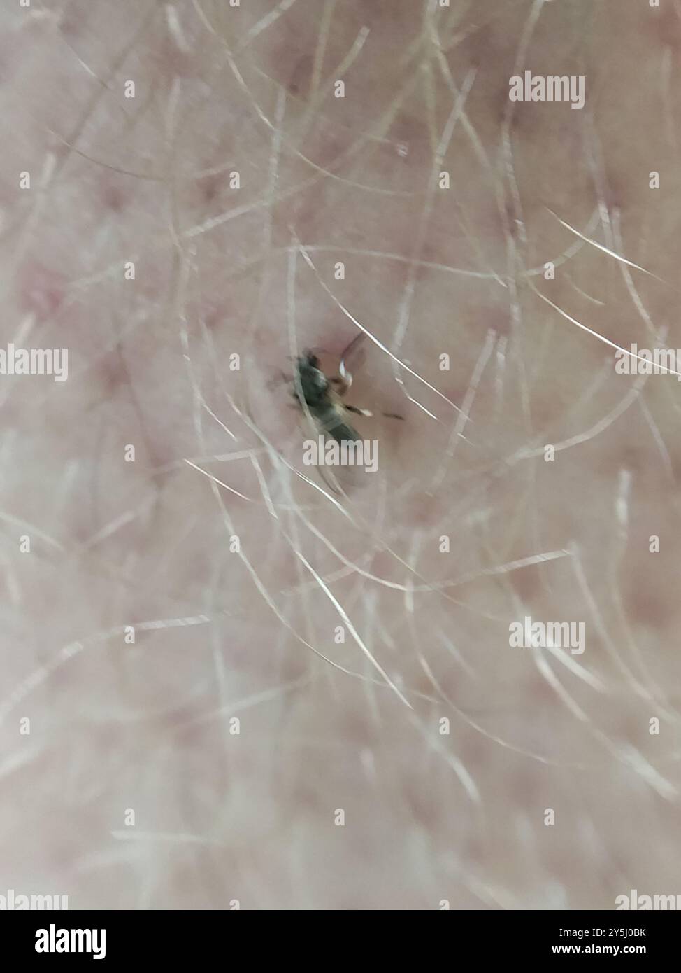 Black Flies (Simuliidae) Insecta Stock Photo - Alamy