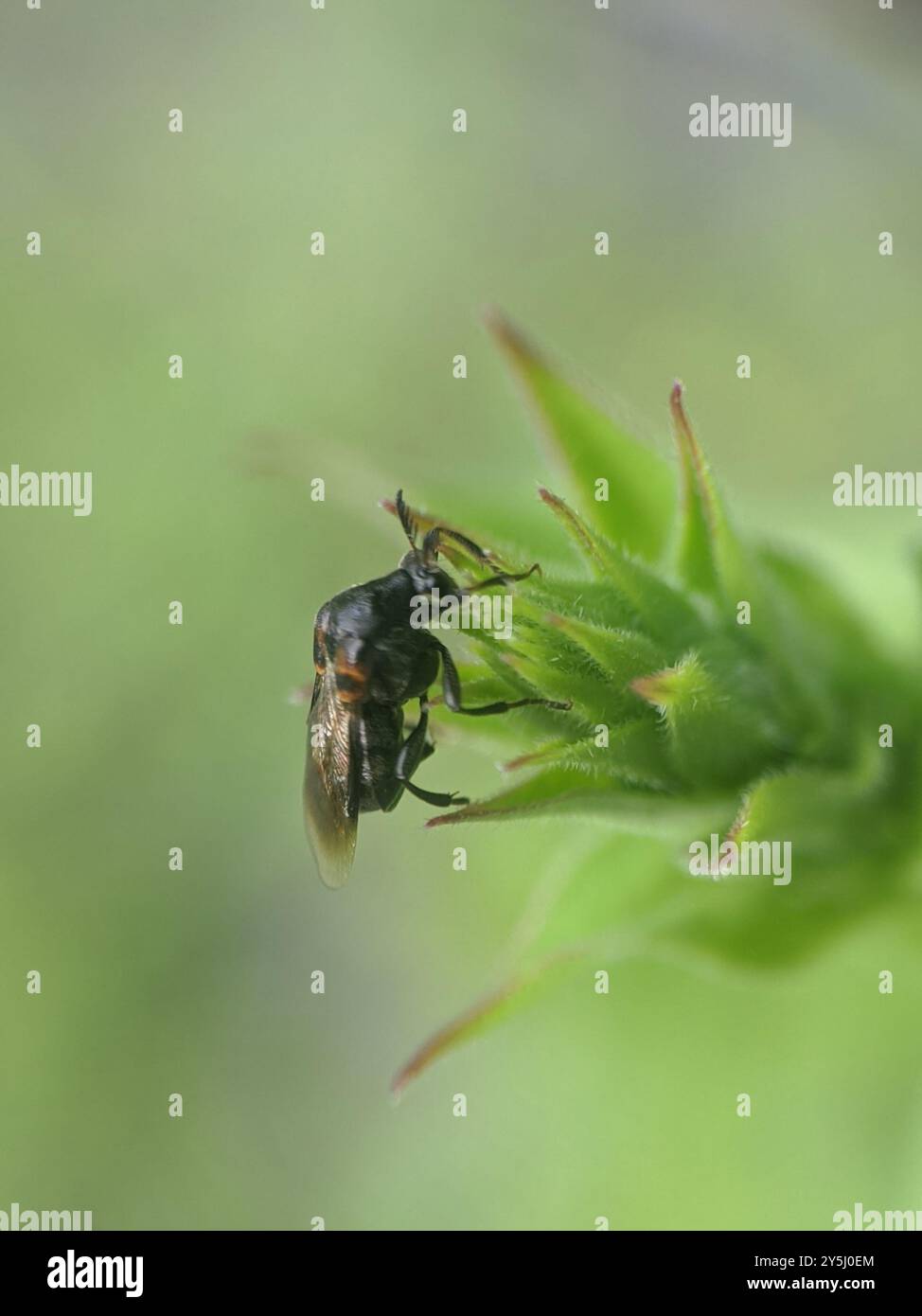 (Ripiphorus fasciatus) Insecta Stock Photo - Alamy