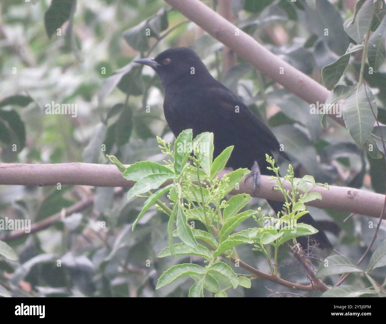 Variable oriole icterus pyrrhopterus hi-res stock photography and ...