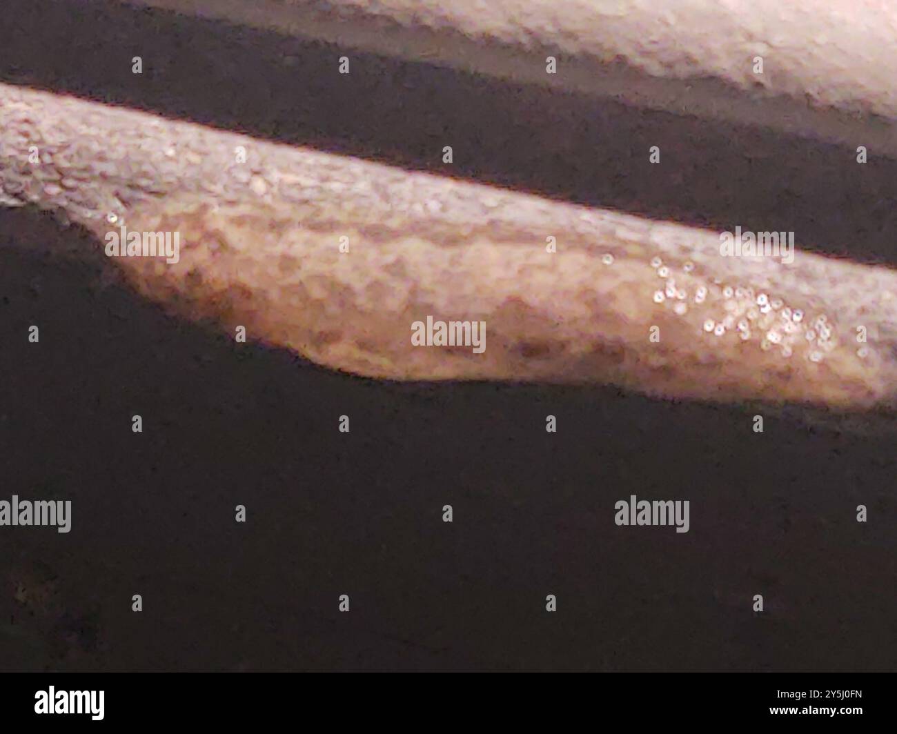 Changeable Mantleslug (Megapallifera mutabilis) Mollusca Stock Photo ...