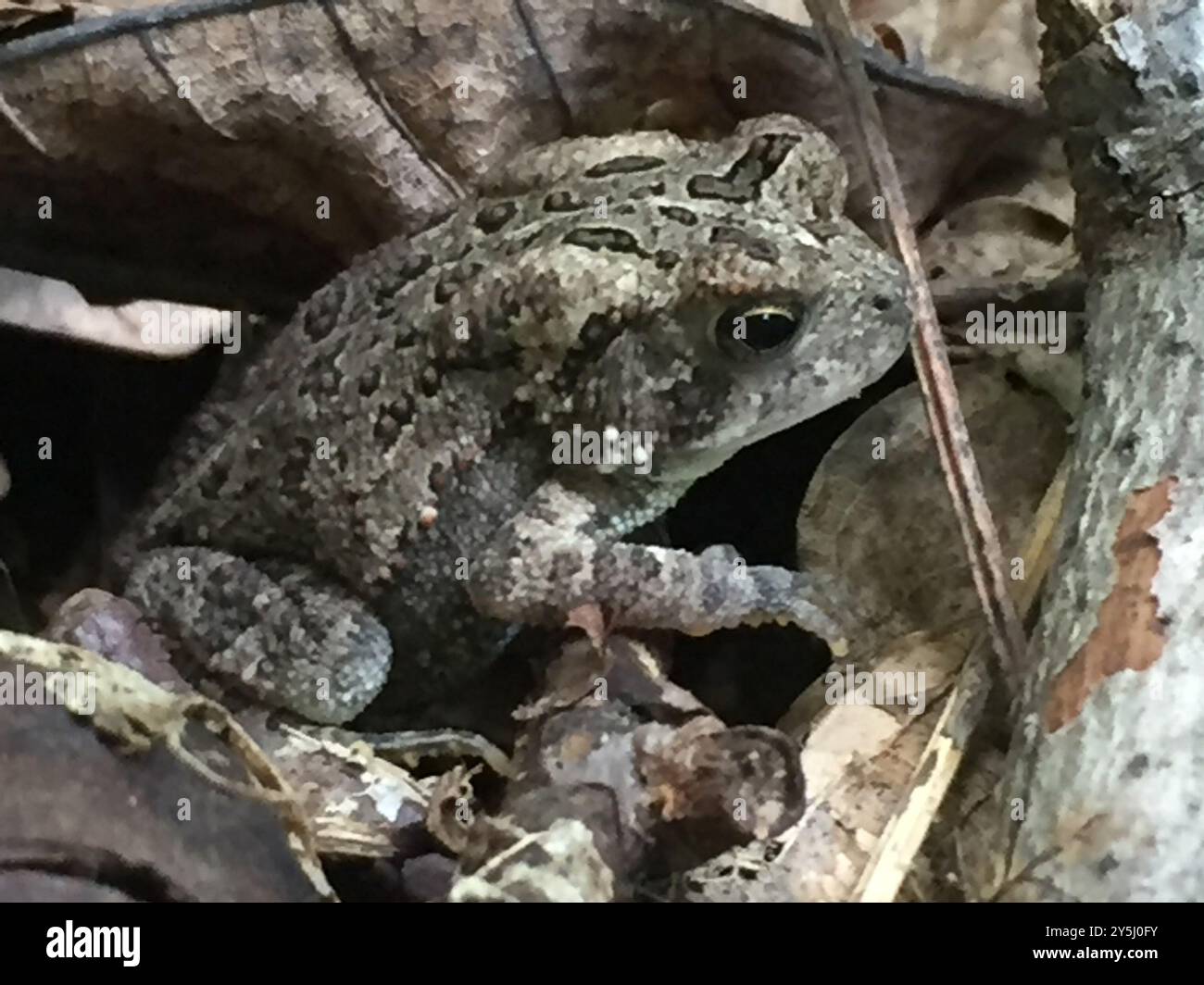 Fowler's Toad (Anaxyrus fowleri) Amphibia Stock Photo - Alamy