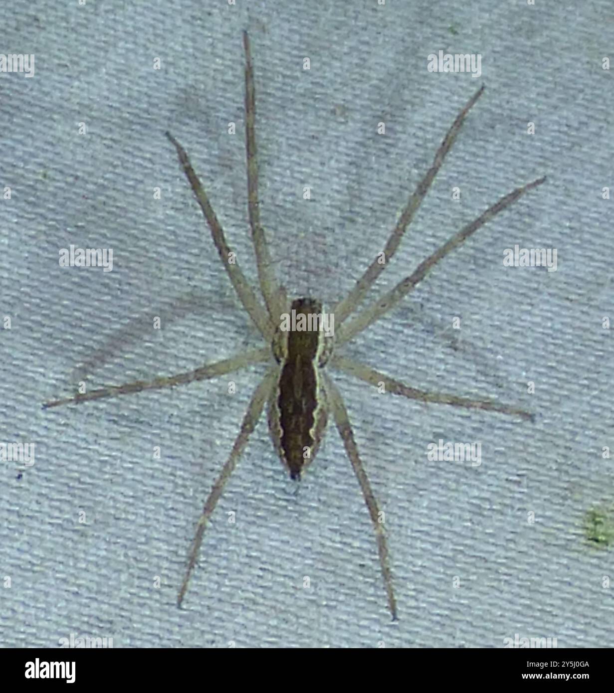 American Nursery Web Spider (Pisaurina mira) Arachnida Stock Photo - Alamy