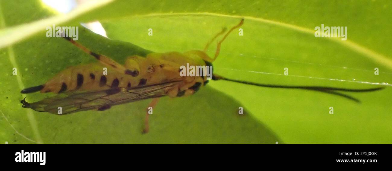 Yellow-banded Leafroller Parasitoid Wasp (Xanthopimpla rhopaloceros ...