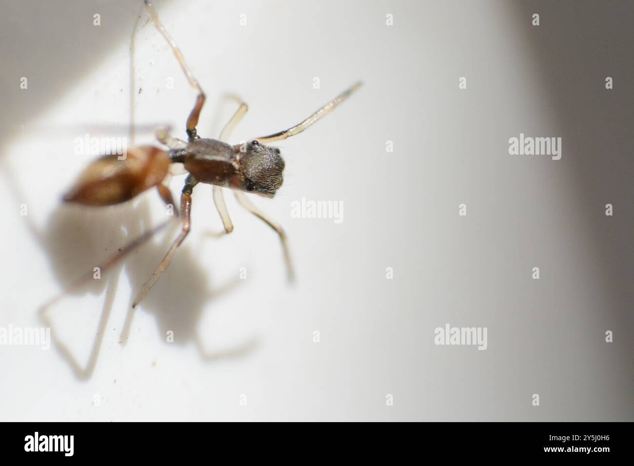 Ant-mimic Spiders (Myrmarachne) Arachnida Stock Photo - Alamy