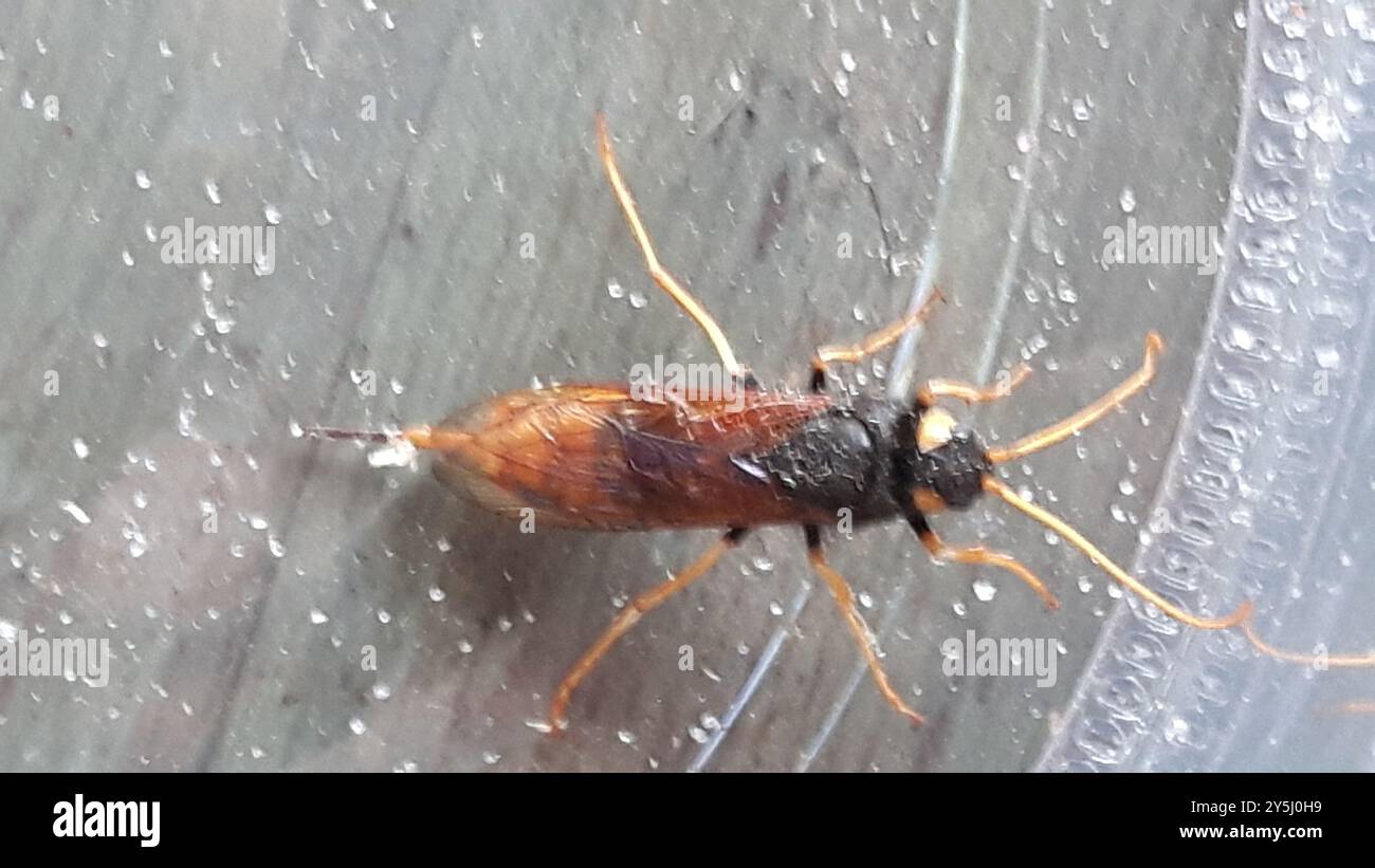 Giant Woodwasp (Urocerus gigas) Insecta Stock Photo - Alamy