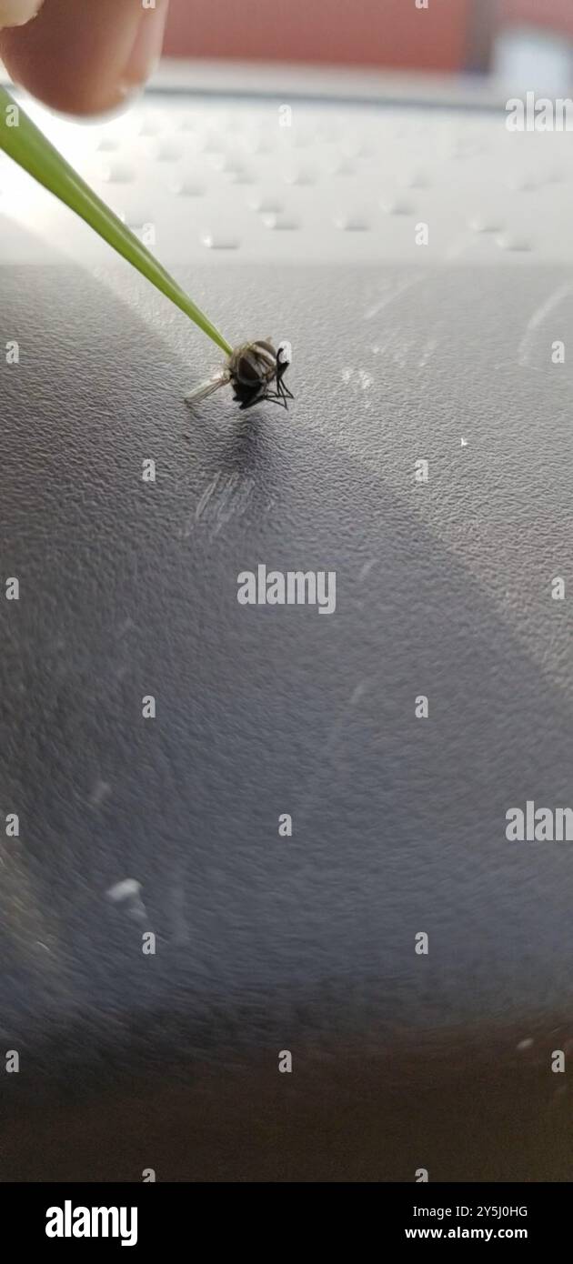 Common House Fly (Musca domestica) Insecta Stock Photo - Alamy