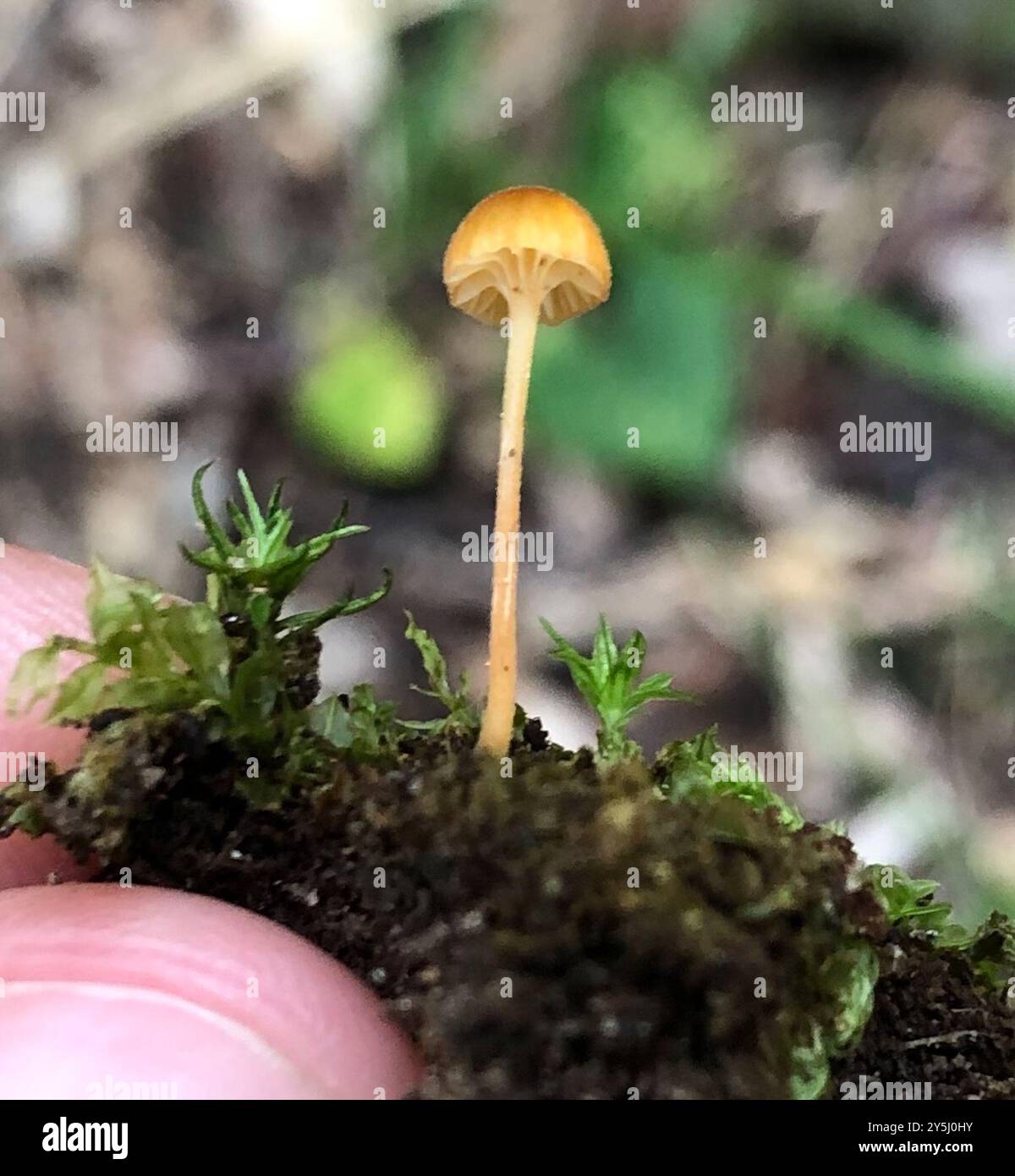 Orange Moss Navel (Rickenella fibula) Fungi Stock Photo - Alamy