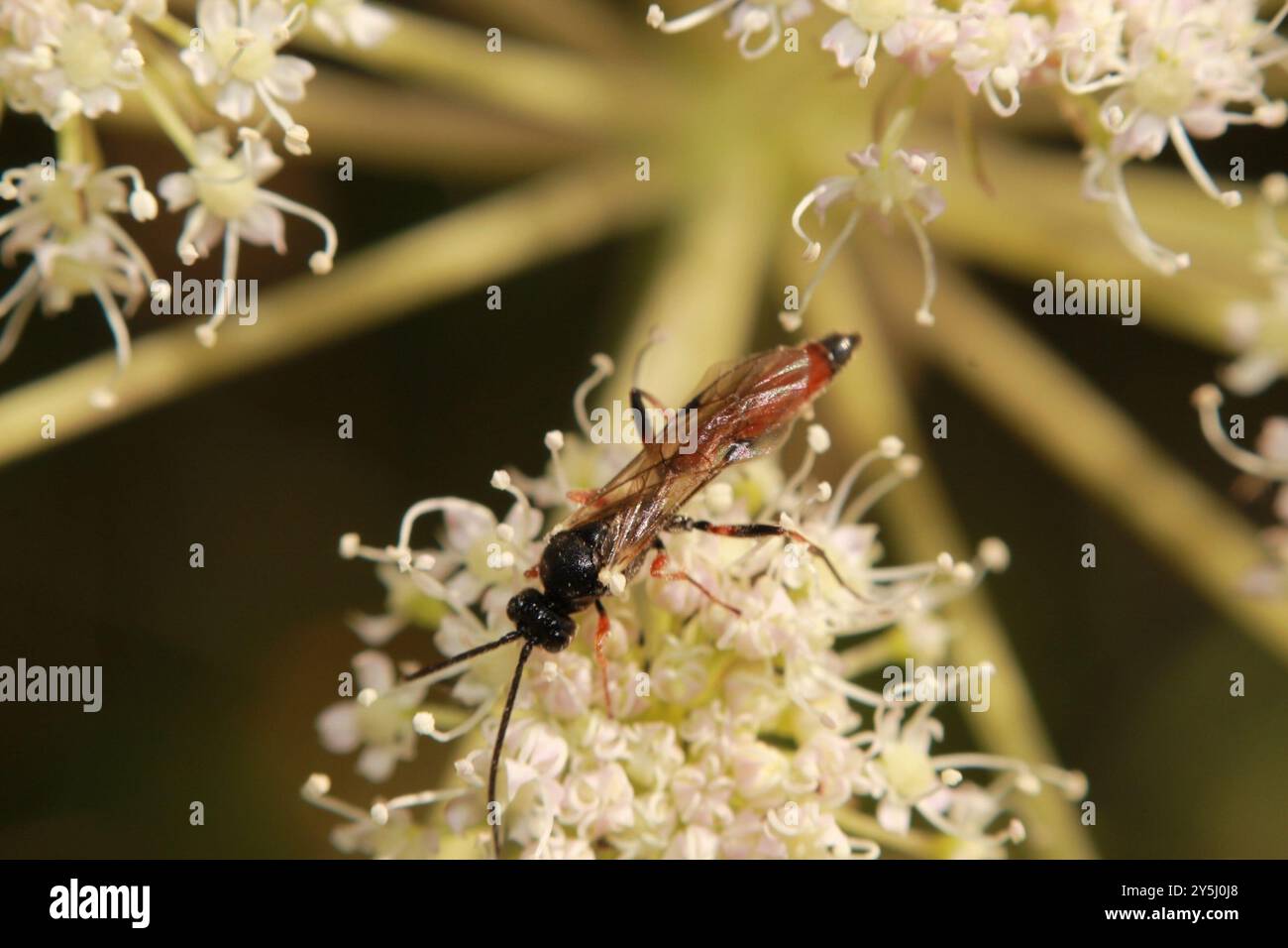 Ichneumonid Wasps (Ichneumonidae) Insecta Stock Photo - Alamy