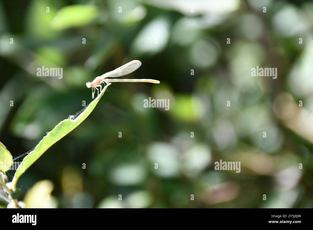 Narrow-winged Damselflies (Coenagrionidae) Insecta Stock Photo - Alamy