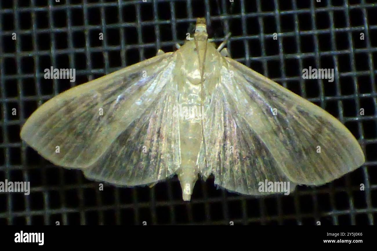 Pearl Moths (Spilomelinae) Insecta Stock Photo - Alamy