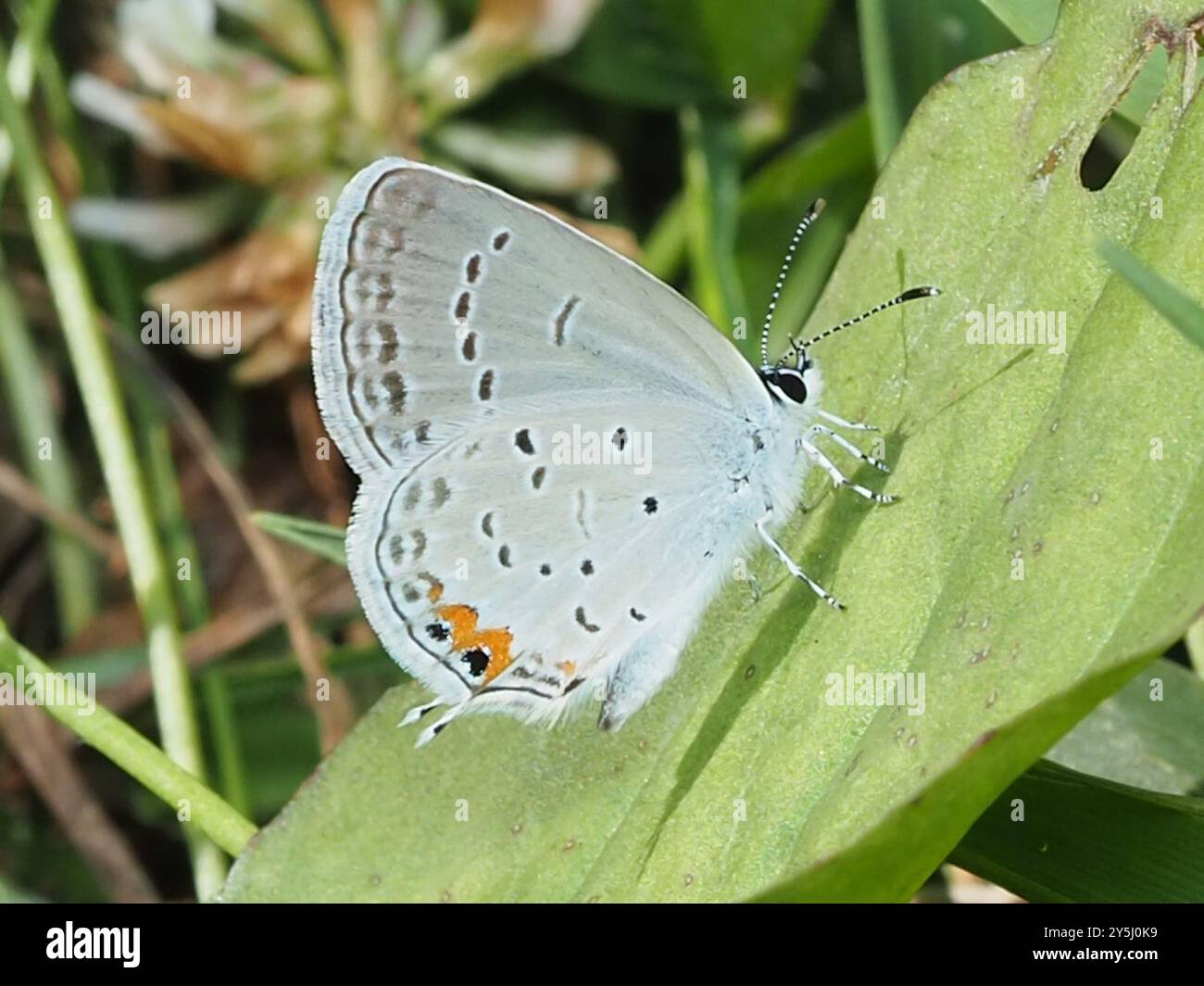 Eastern Tailed-Blue (Cupido comyntas) Insecta Stock Photo - Alamy