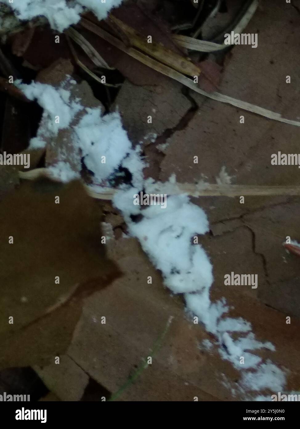 European Pine Cone Lepidella (Amanita strobiliformis) Fungi Stock Photo ...