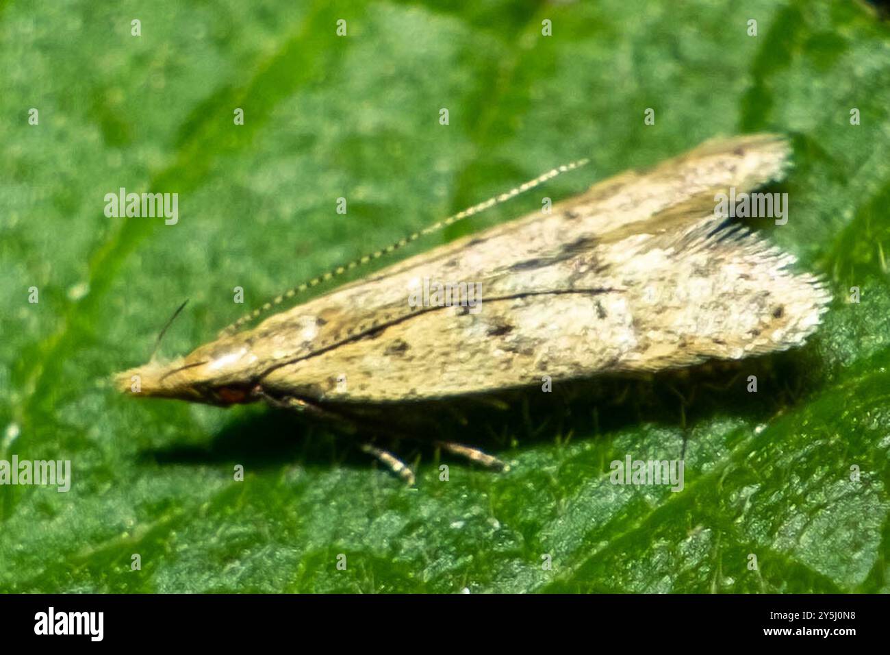 Many-spotted Dichomeris Moth (Dichomeris punctipennella) Insecta Stock ...