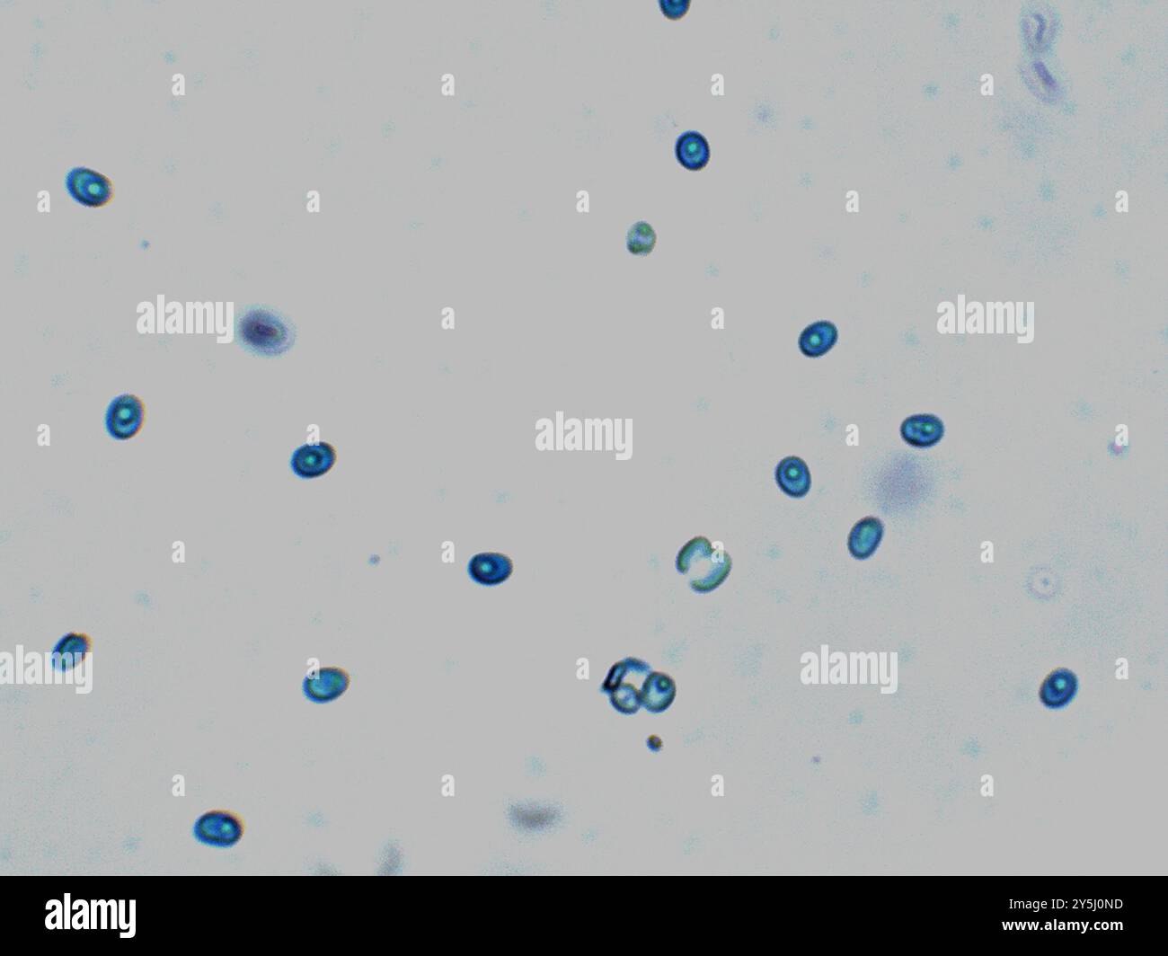 Alder Bracket (Mensularia radiata) Fungi Stock Photo - Alamy