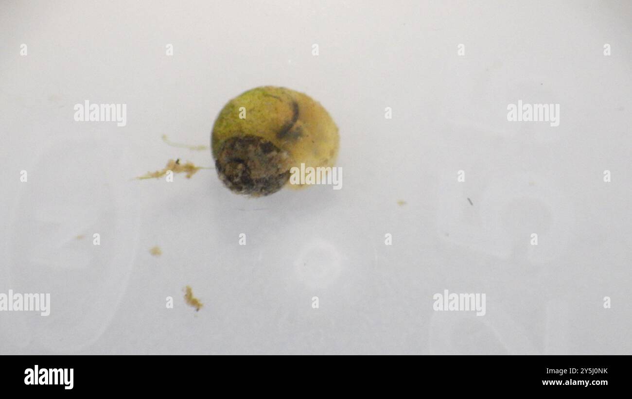 Hydrobiid Mud Snails (Hydrobiidae) Mollusca Stock Photo - Alamy