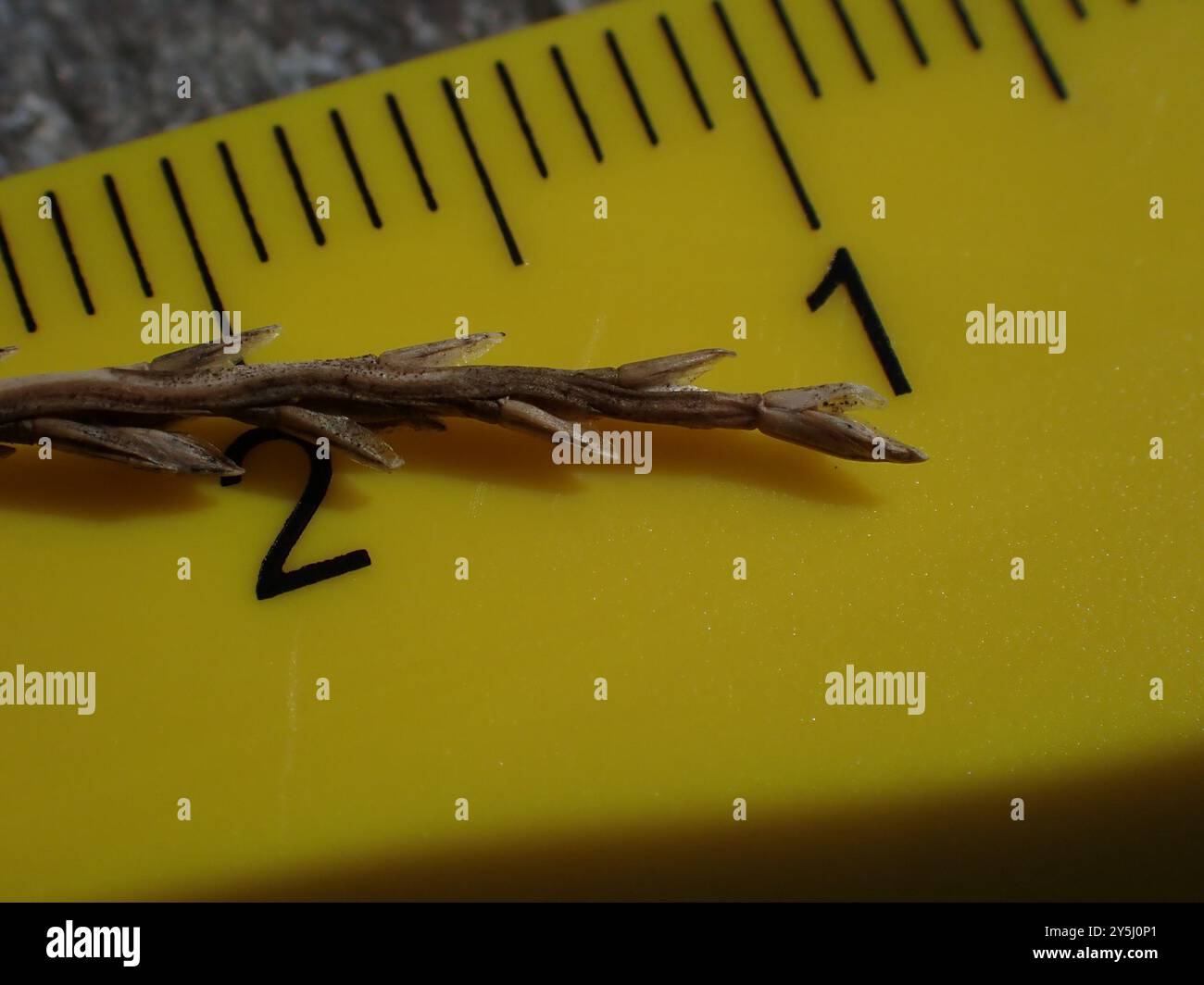 Sea Fern-grass (Catapodium marinum) Plantae Stock Photo - Alamy
