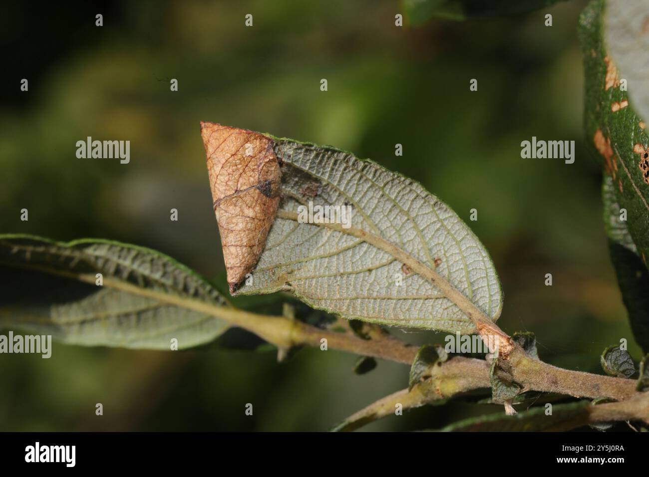 Willow Leafcone Caterpillar Moth (Caloptilia stigmatella) Insecta Stock ...