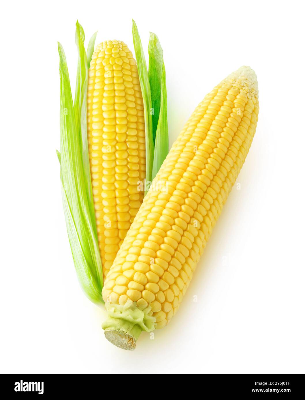 Two yellow corn cobs isolated on white background Stock Photo - Alamy