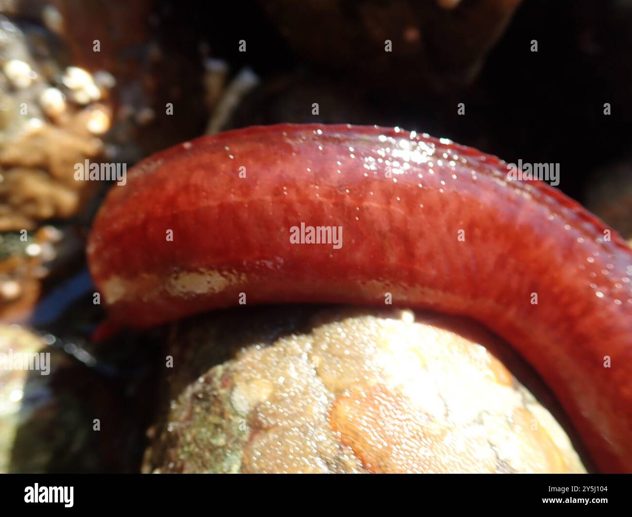 Penpoint Gunnel (Apodichthys flavidus) Actinopterygii Stock Photo - Alamy