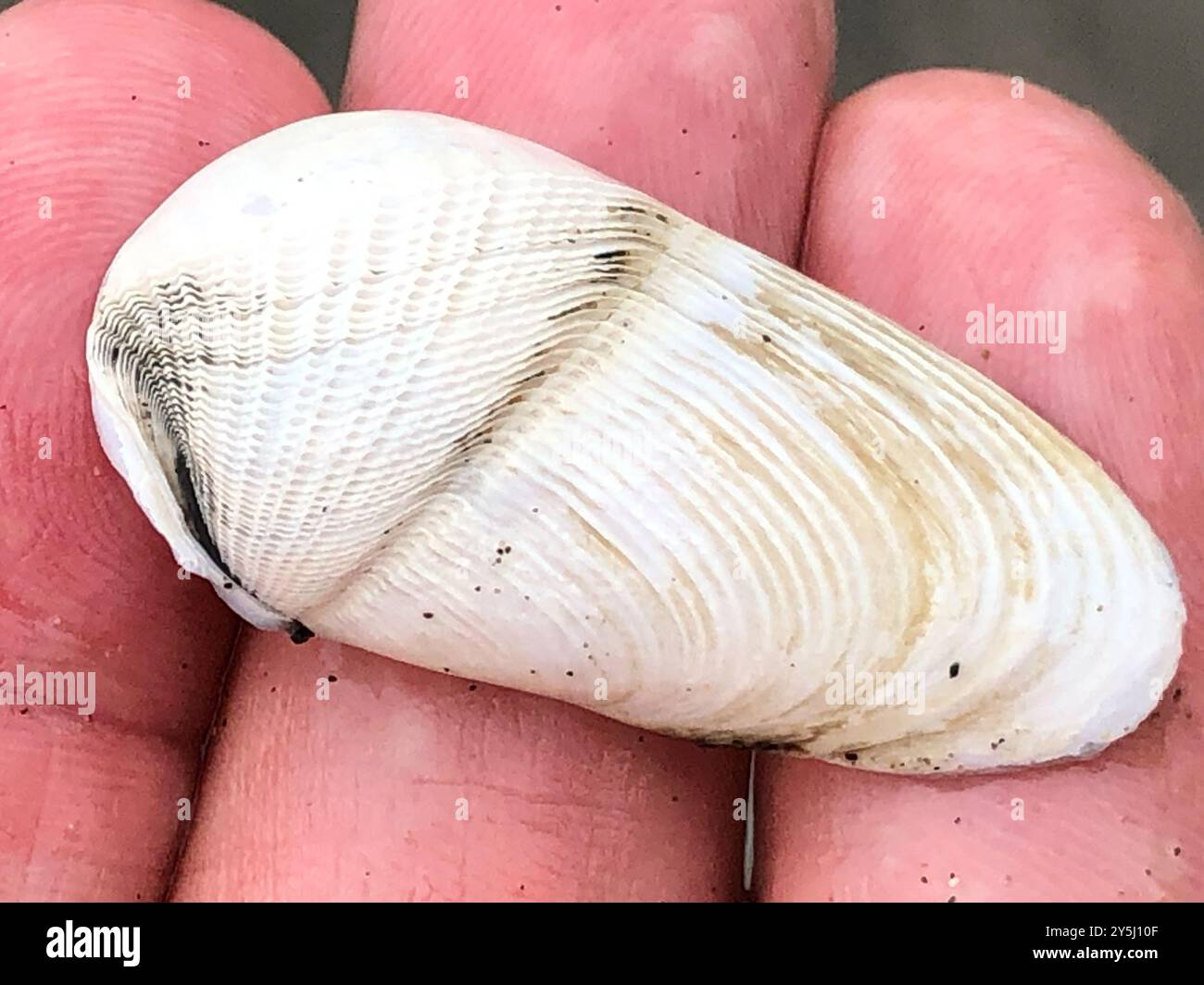 Flat-tip Piddock (Penitella penita) Mollusca Stock Photo - Alamy