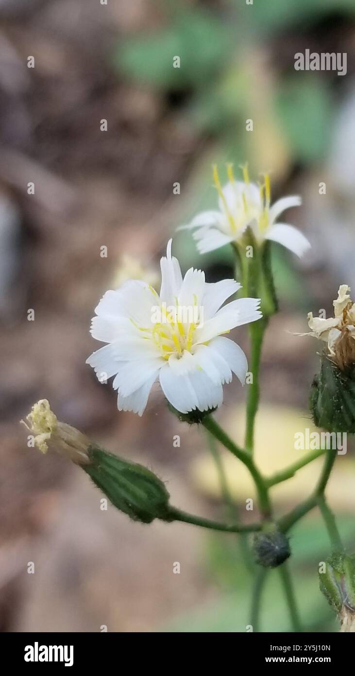 white hawkweed (Hieracium albiflorum) Plantae Stock Photo - Alamy