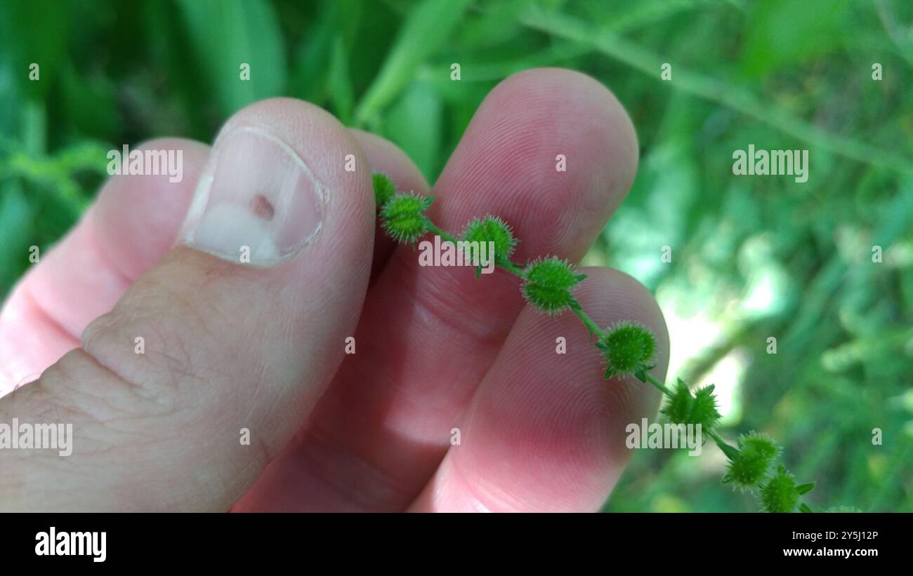 virginia stickseed (Hackelia virginiana) Plantae Stock Photo - Alamy