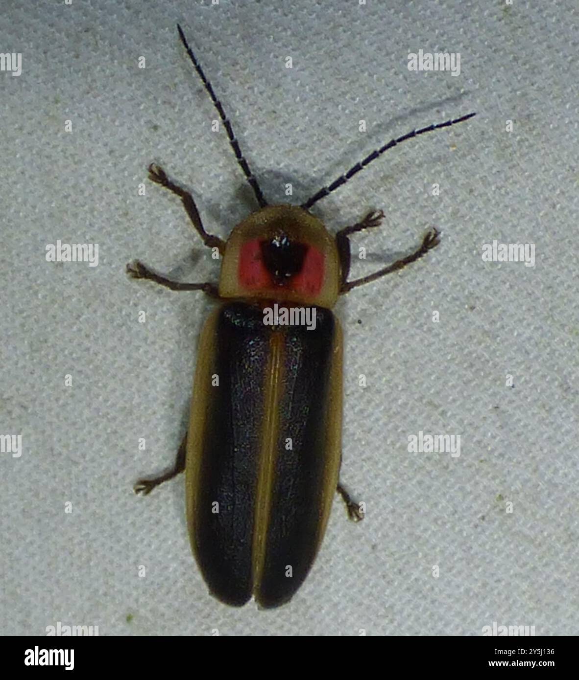Common Eastern Firefly (Photinus pyralis) Insecta Stock Photo - Alamy