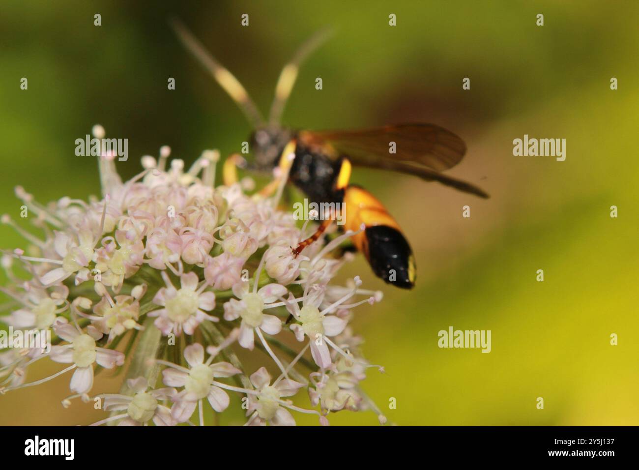 Yellow-tipped Darwin Wasp (Ichneumon stramentor) Insecta Stock Photo ...