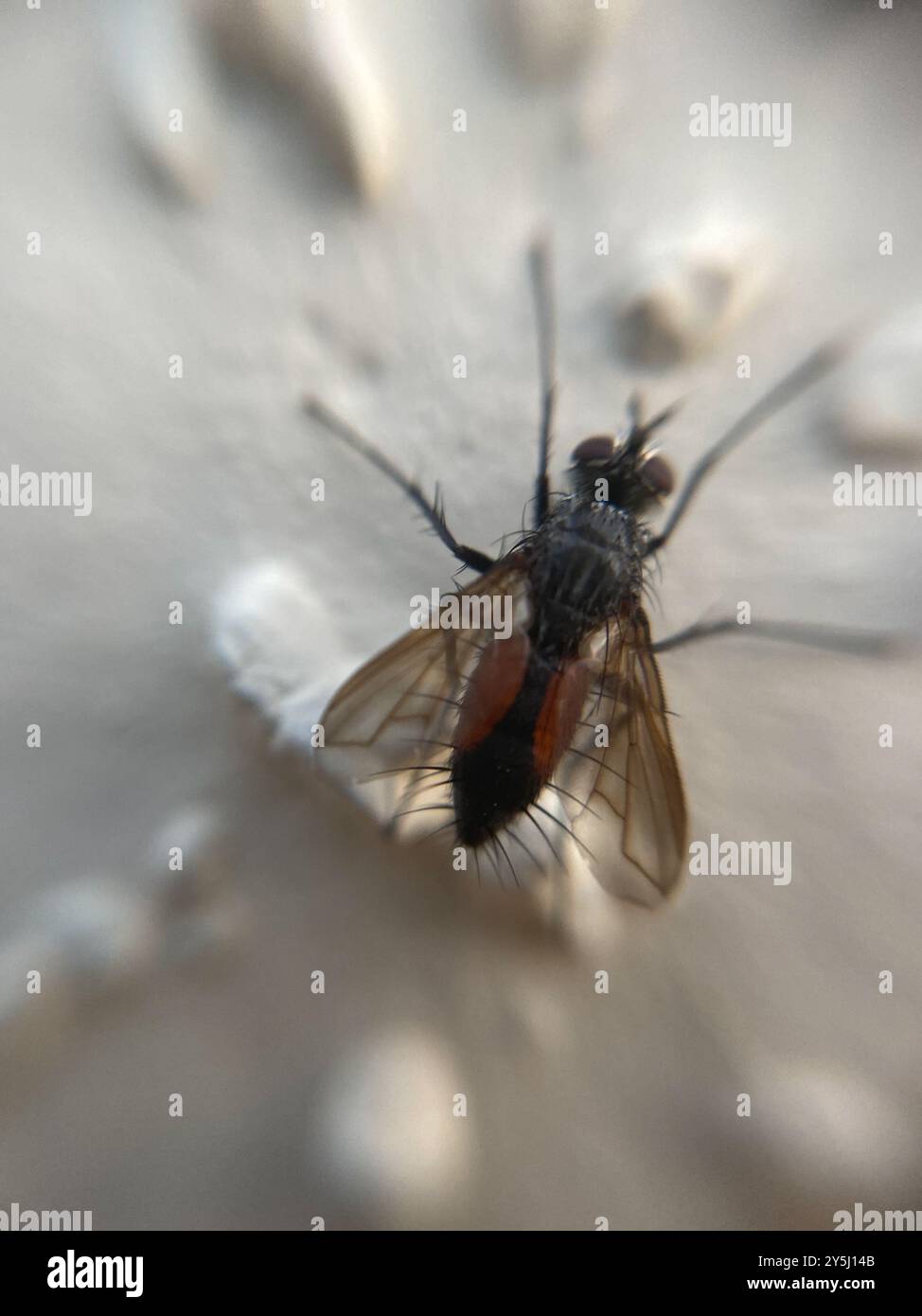 Red Spotted Parasite Fly (Eriothrix rufomaculata) Insecta Stock Photo ...