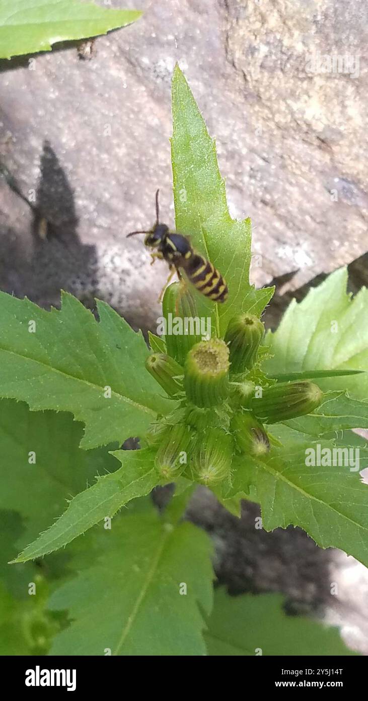 Common Aerial Yellowjacket (Dolichovespula arenaria) Insecta Stock ...