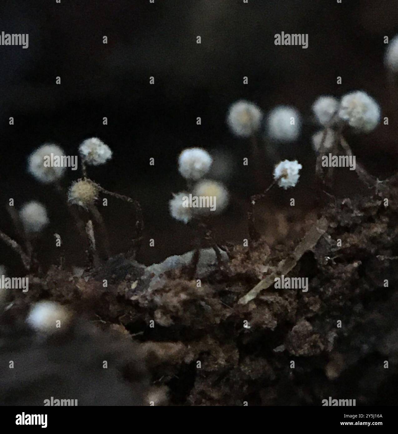 true slime molds (Myxomycetes) Protozoa Stock Photo - Alamy
